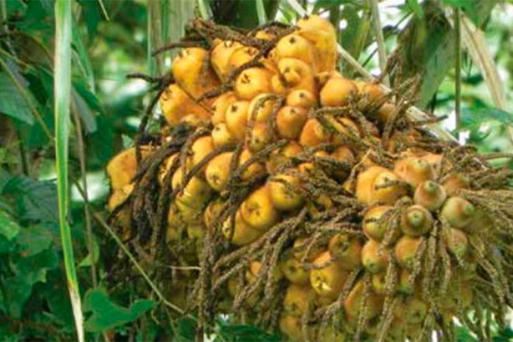 La “chonta” de la Amazonía y su alto potencial productivo – Azafrán Bolivia