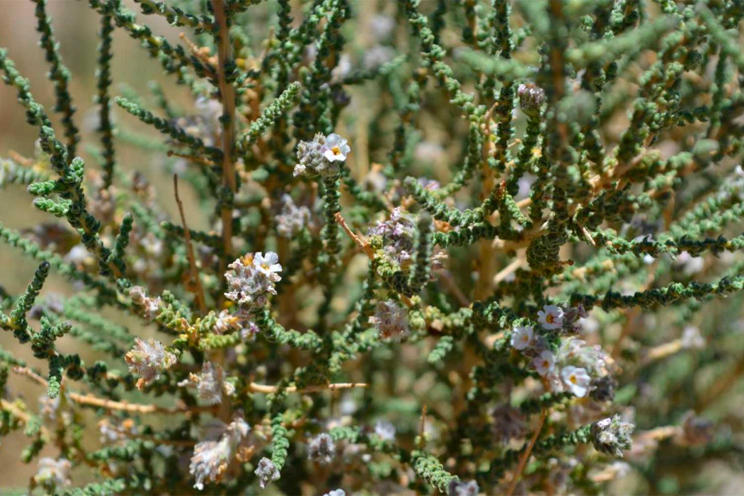 8 beneficios medicinales de la rica rica que debes conocer – Azafrán ...